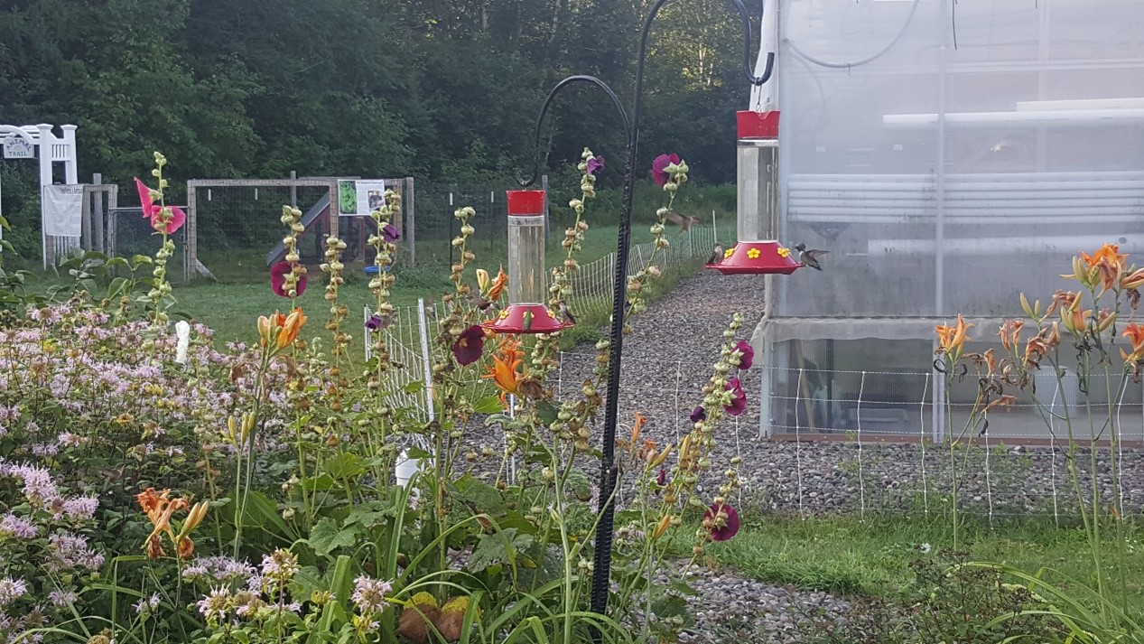 Hummingbird Sanctuary - NSHF
