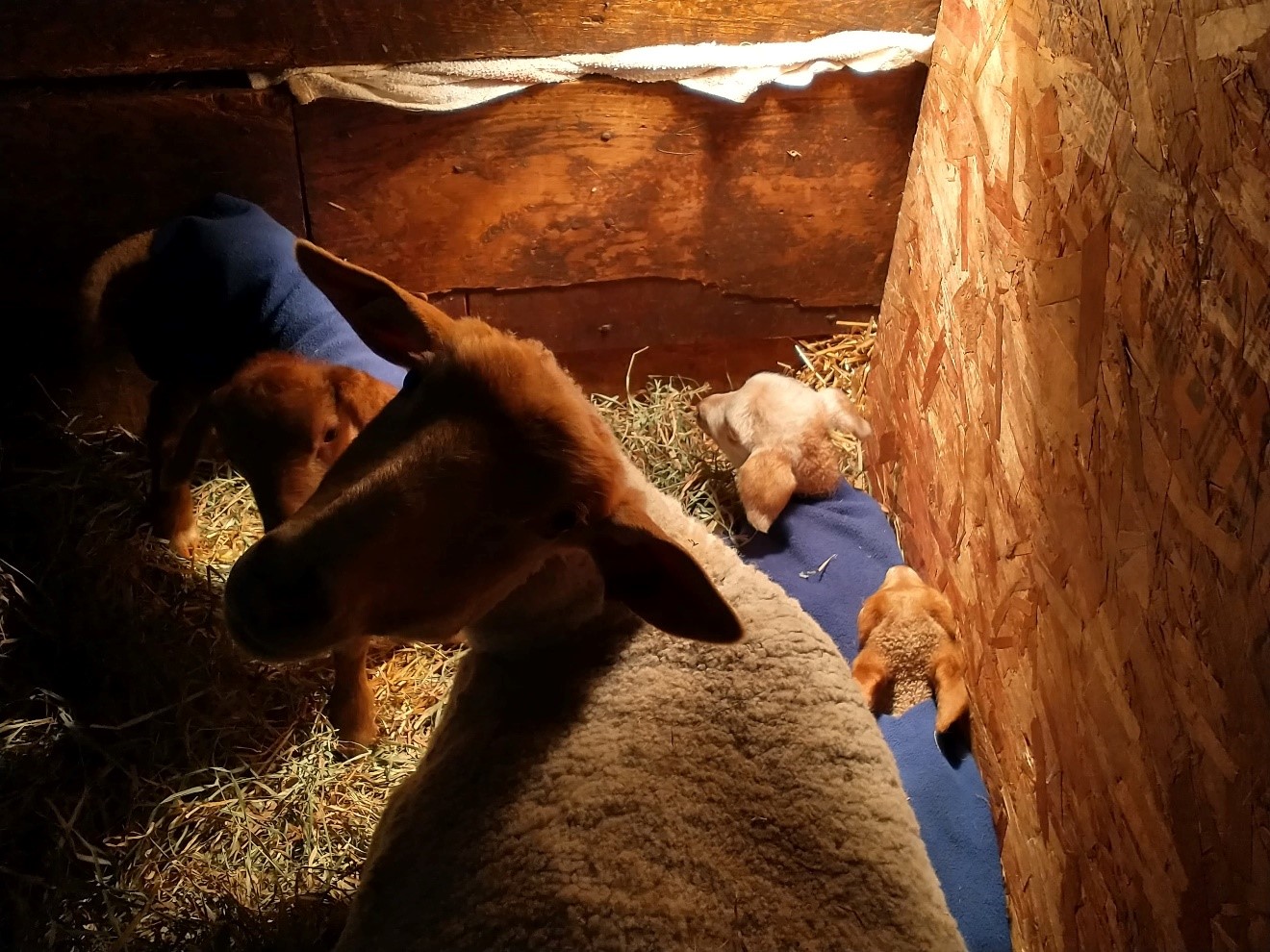 Lambing Season - NSHF