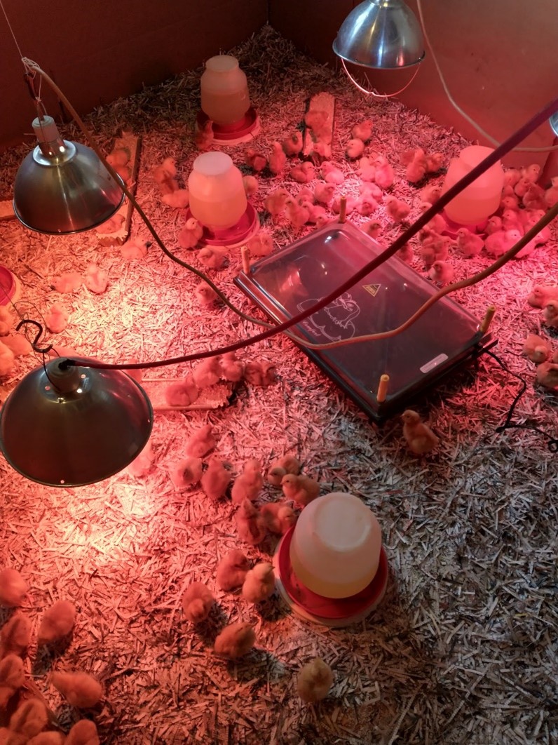 The Benefits of a Cool Spring - NSHF