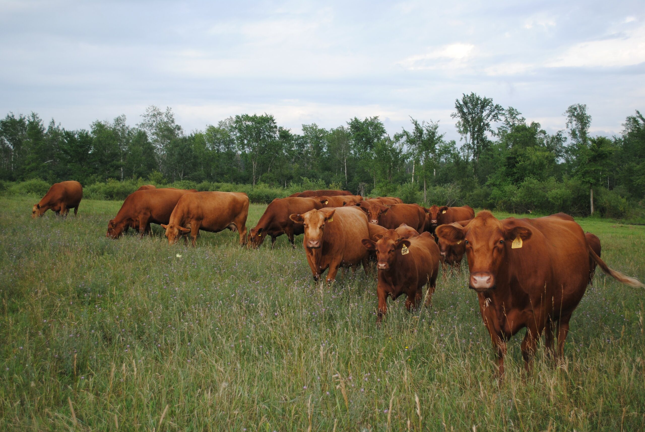 Cattle on the Homestead - NSHF