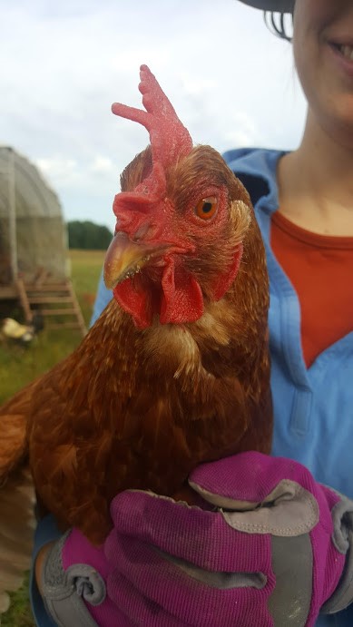 Chicken Hugs - NSHF