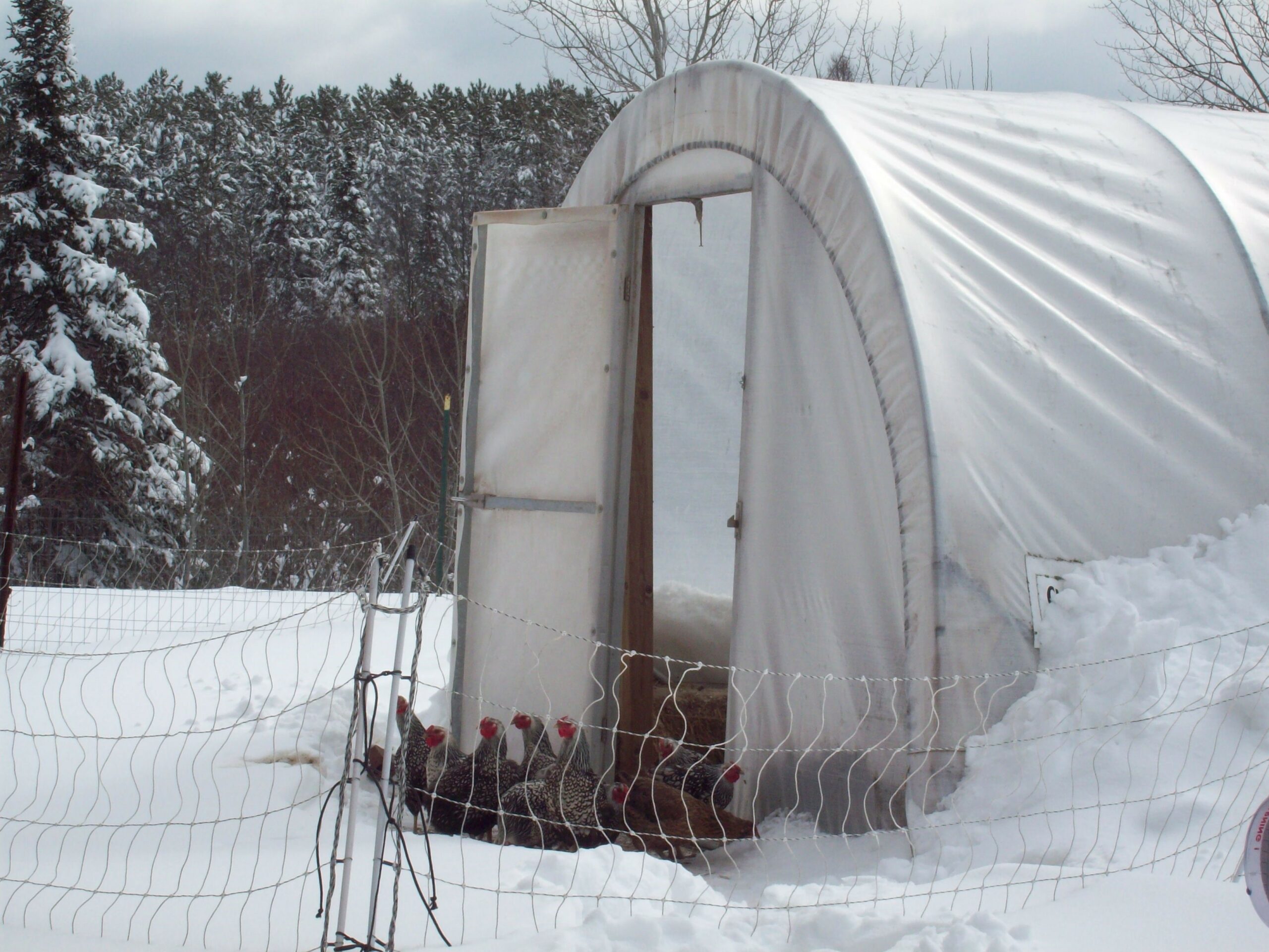 Chickens Got Cabin Fever – NSHF