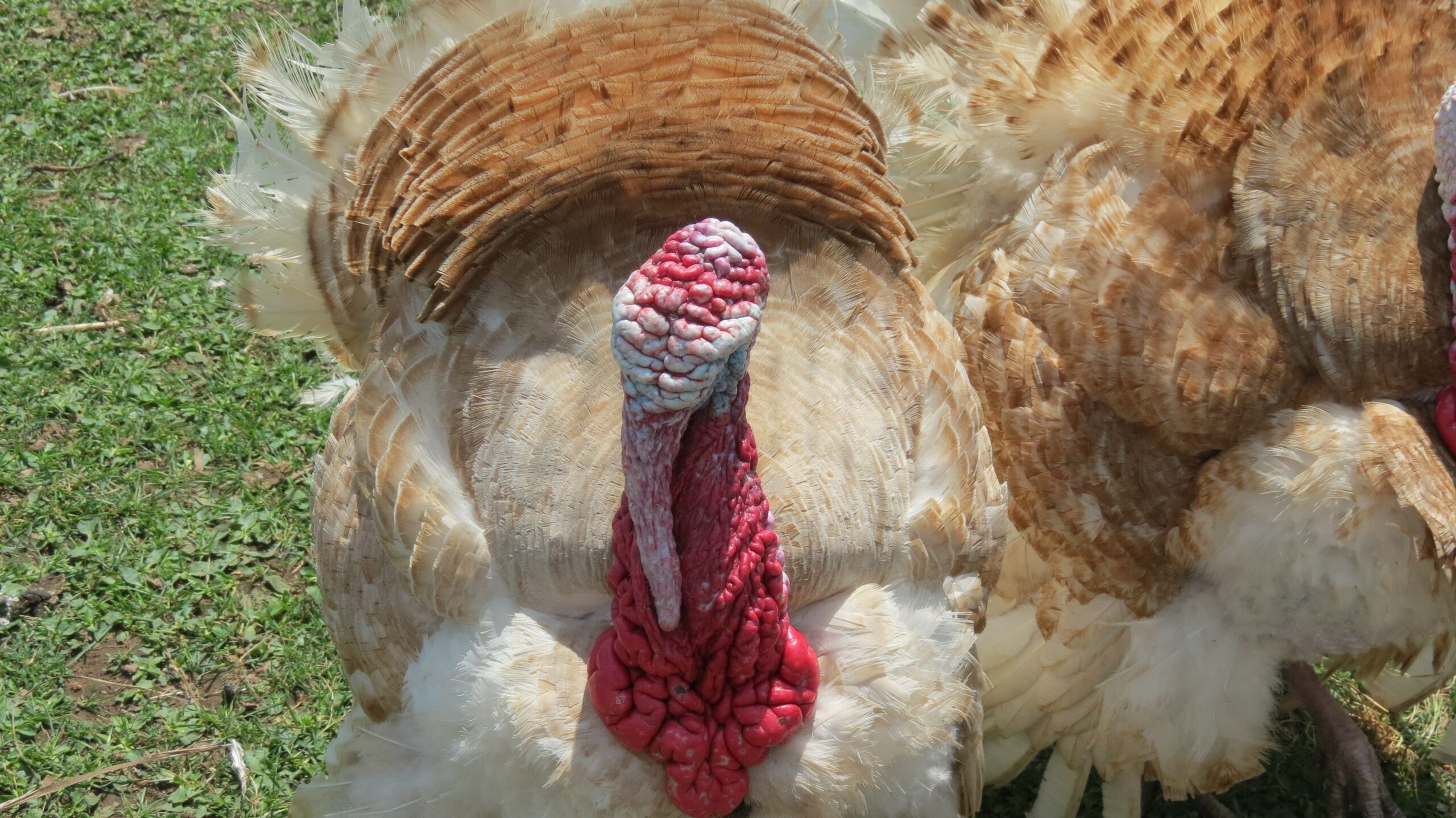Dear Mr. Turkey – NSHF