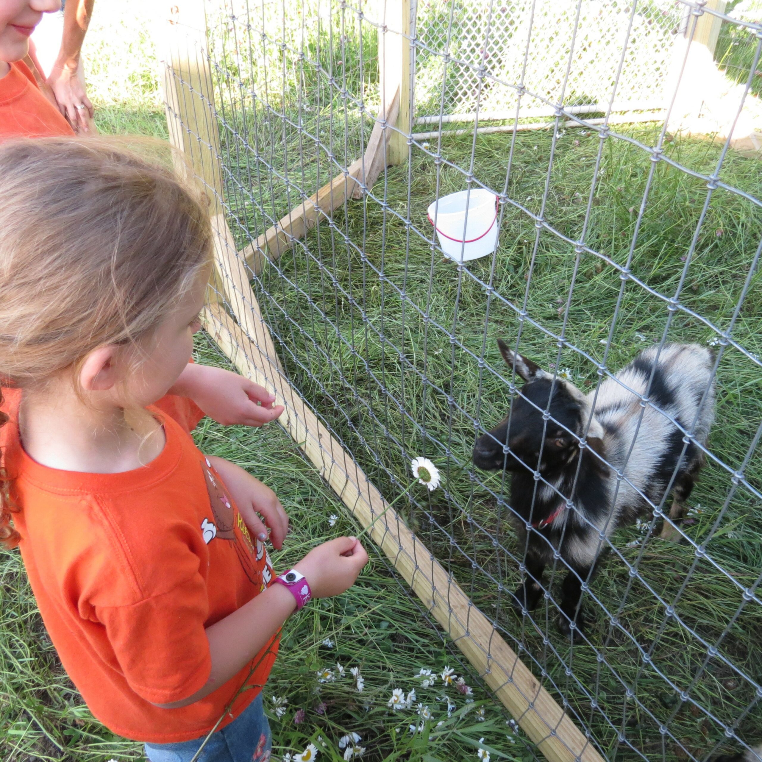 Farm Tour Bloopers - NSHF