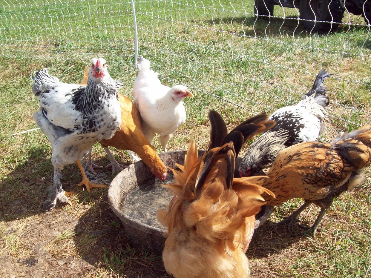 Feather Flurry - NSHF