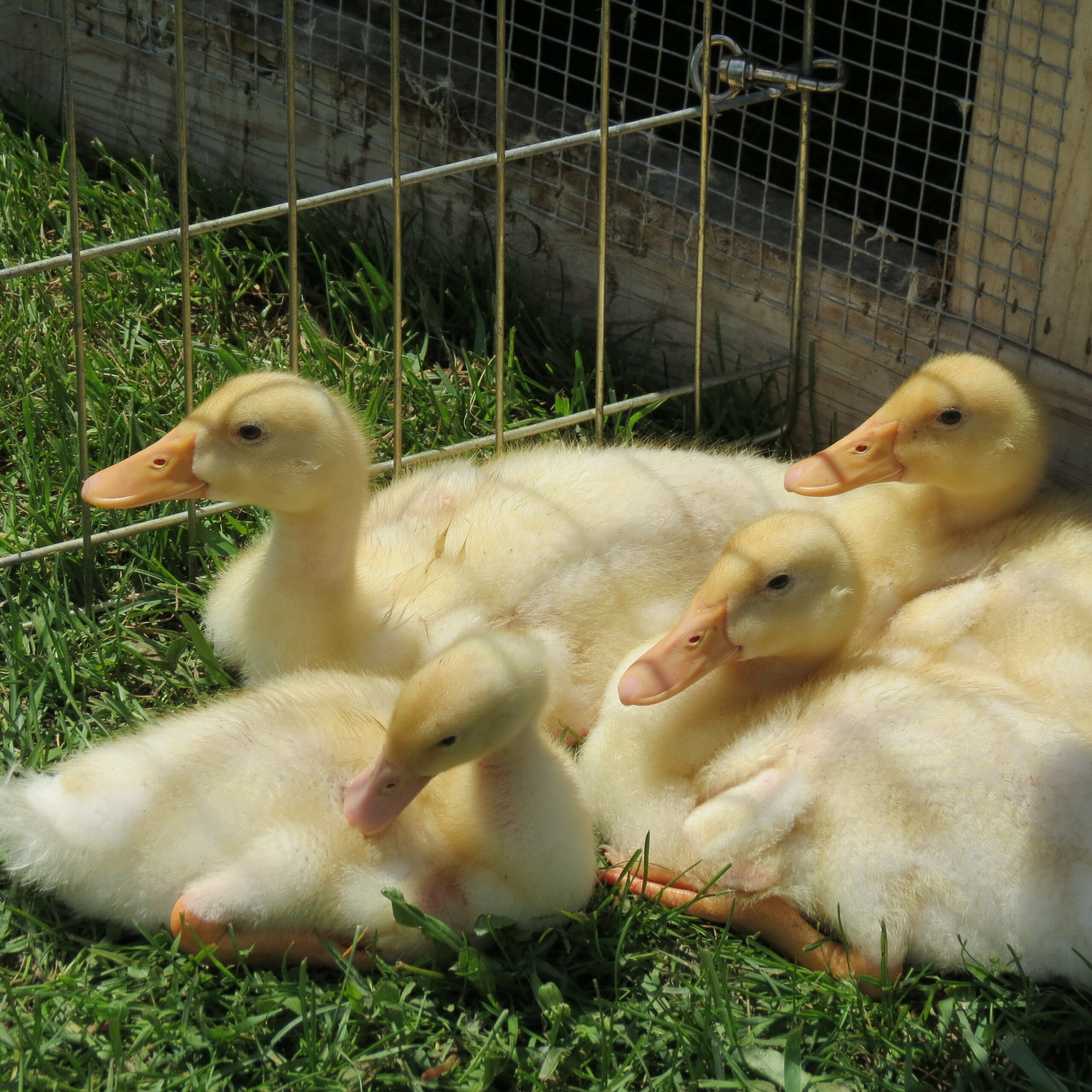 Life as a Duckling – NSHF