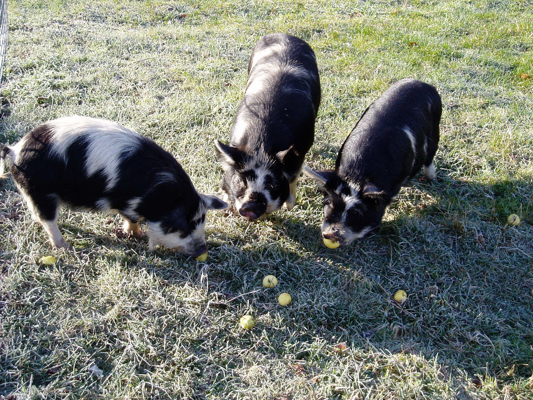 New Pigs on the Block - NSHF