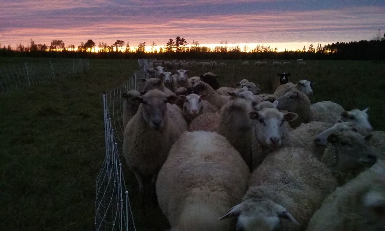 Night Farming - NSHF