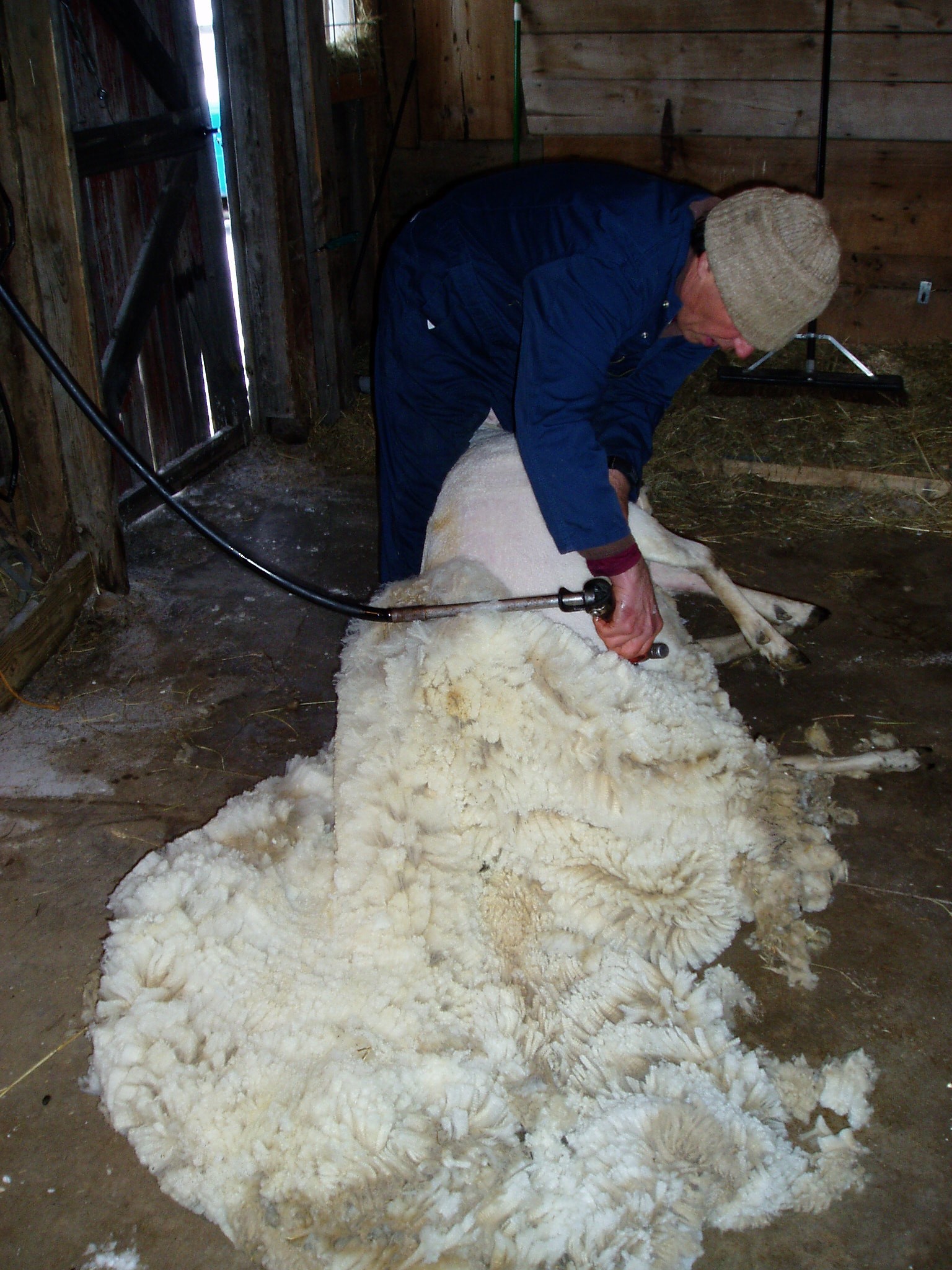 Shear, Sheared, Shorn - NSHF