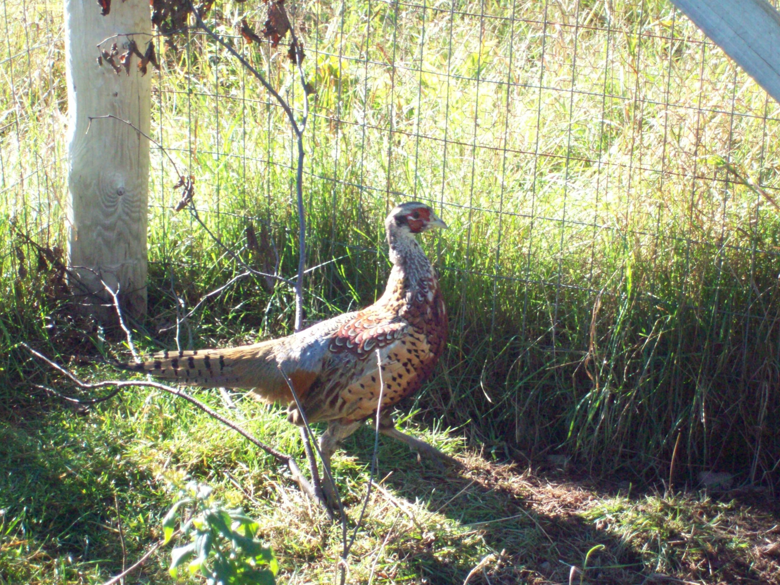 The Case of the Missing Pheasant - NSHF