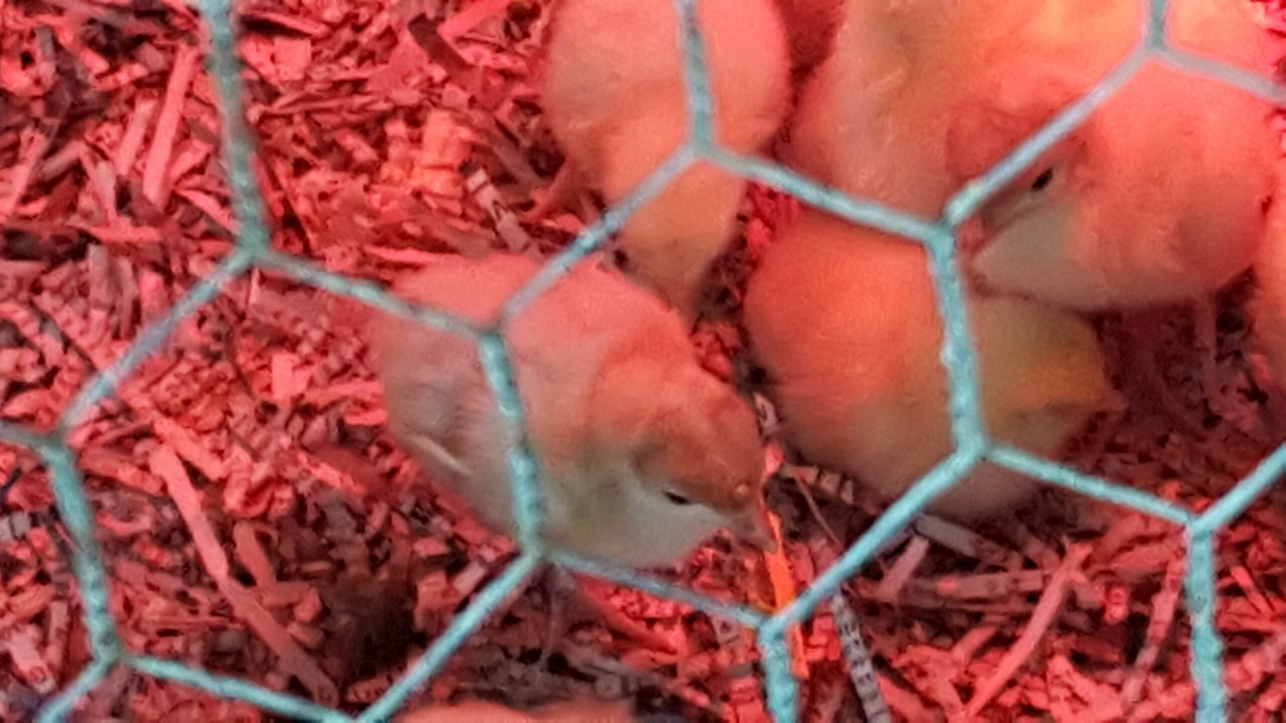 Too Many Turkeys? - NSHF